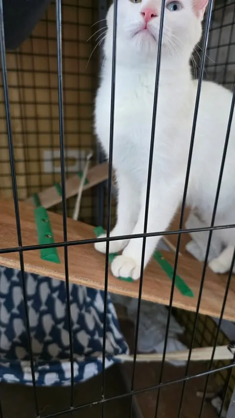 Cat Climbing Aid Block - Free 3D Print Model - MakerWorld