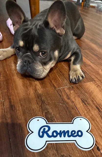 Kennel Name Tag by ScooperMakerWorld: Download Free 3D Models