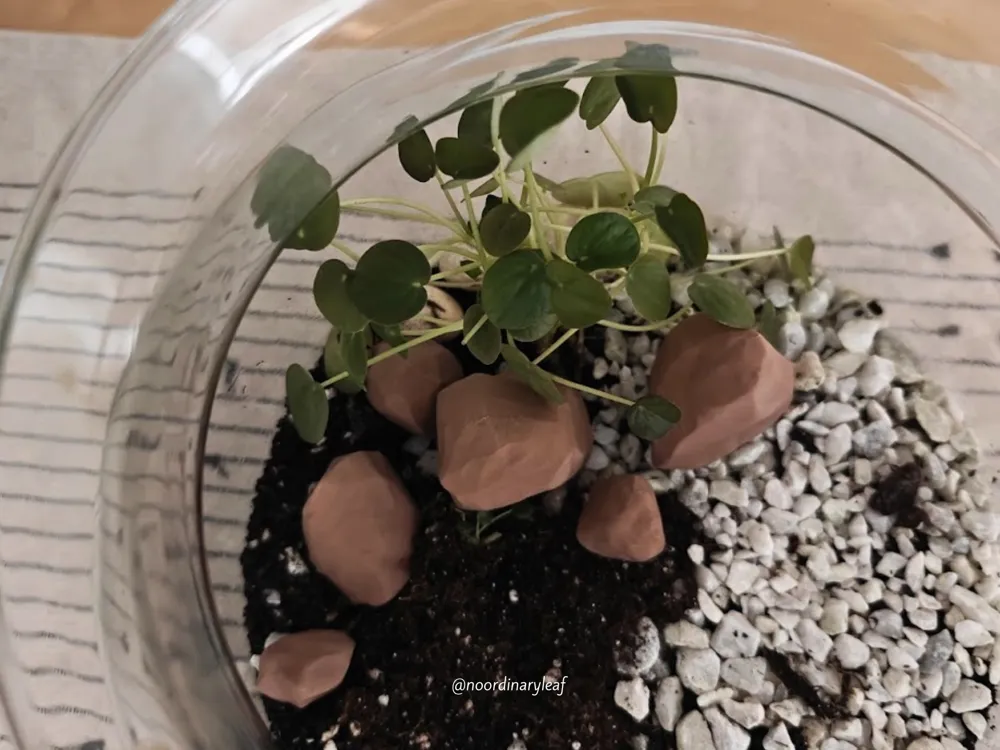 Terrarium decorations - Free 3D Print Model - MakerWorld