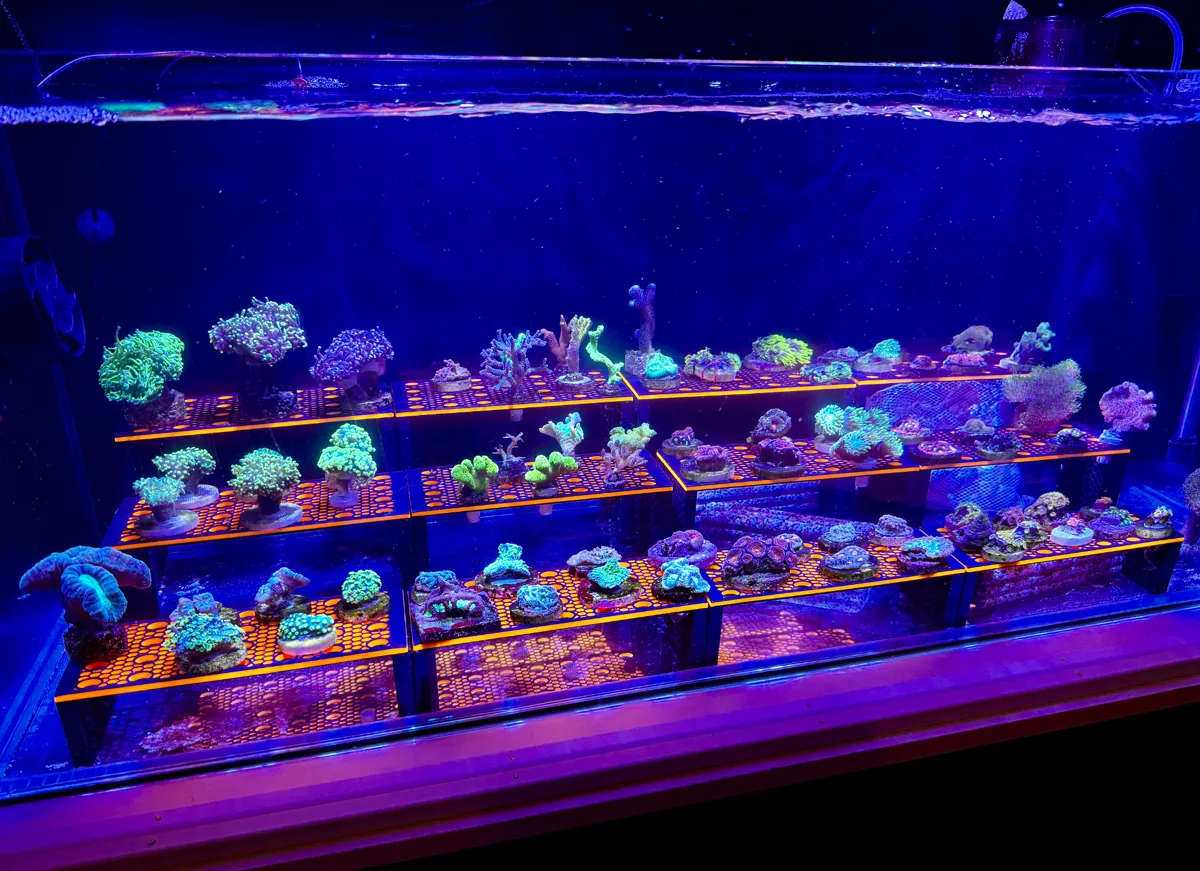 Frag Rack - Coral Frag Rack (NEW Update 04/2025) - Free 3D Print Model ...