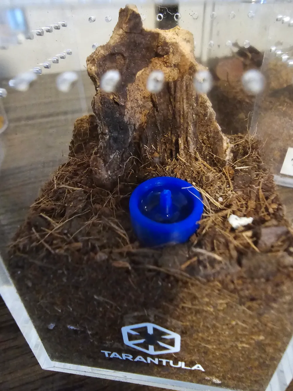Spiderling bowl with anti drown by jwbaker360 - MakerWorld