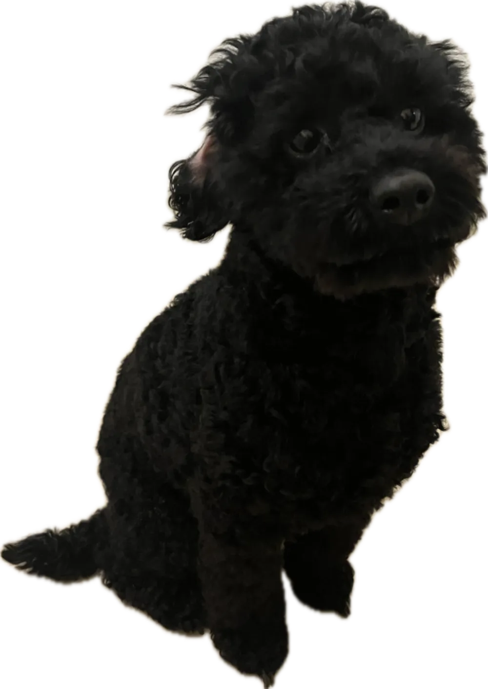 Cockapoo Keychain by Kjuwi76 MakerWorld: Download Free 3D Models