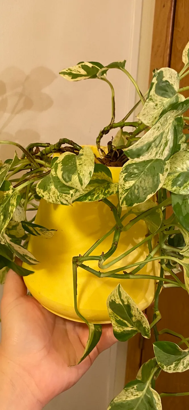 Coin Bank Flower Pot by The Little Yellow Shed - MakerWorld