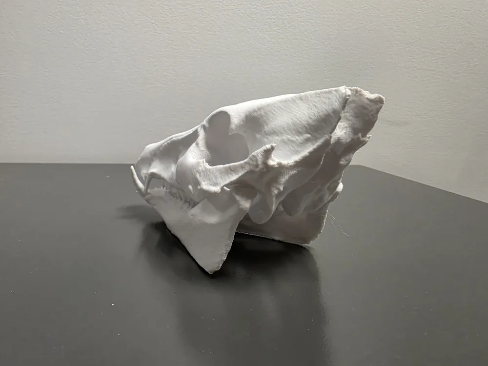 "Razorback" Boar Skull - Upper and Lower by dtm247MakerWorld: Download ...