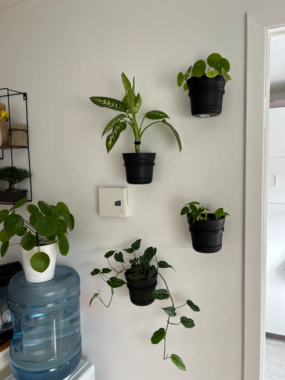 Plant Wall Mounts by Rolly - MakerWorld