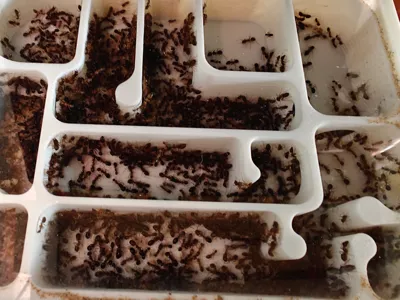 the.antfluencer | Startseite - MakerWorld