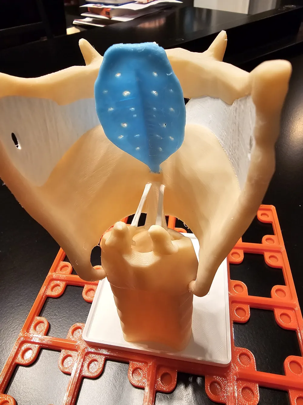 Gridfinity Anatomical Larynx Model Multicolor Remixed by Azrael ...