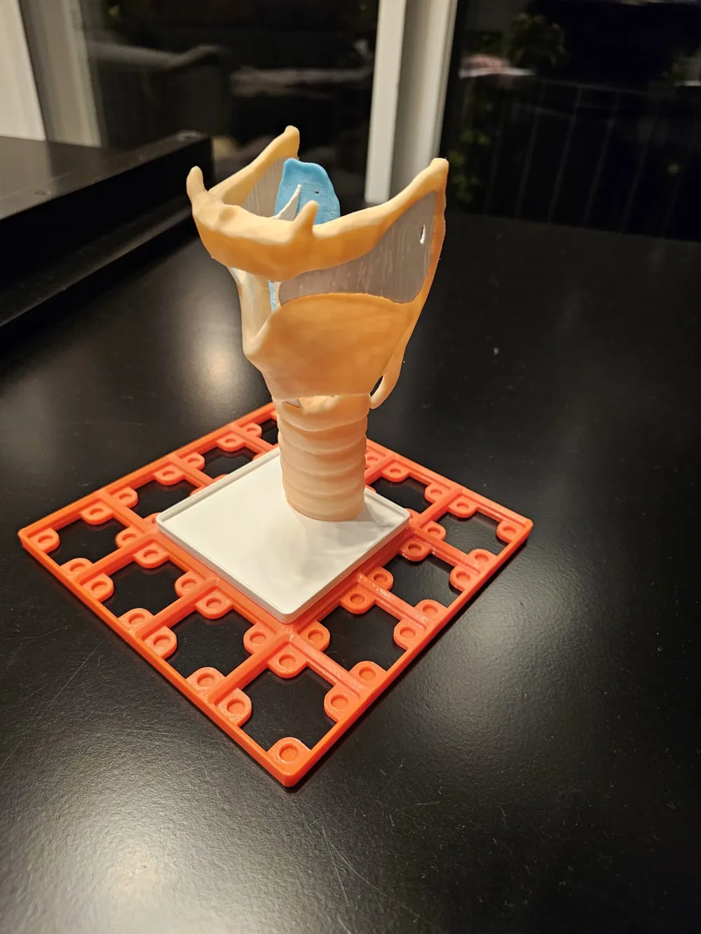 Gridfinity Anatomy: Larynx Model Multicolor - Free 3D Print Model ...