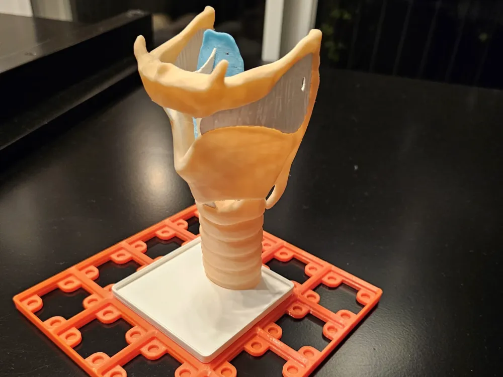 Gridfinity Anatomical Larynx Model Multicolor Remixed by Azrael ...
