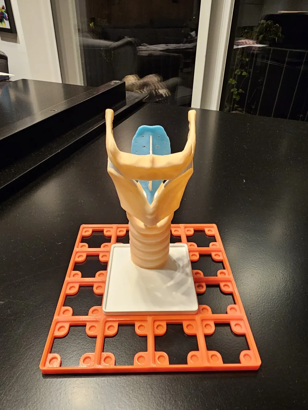 Gridfinity Anatomy: Larynx Model Multicolor - Free 3D Print Model ...