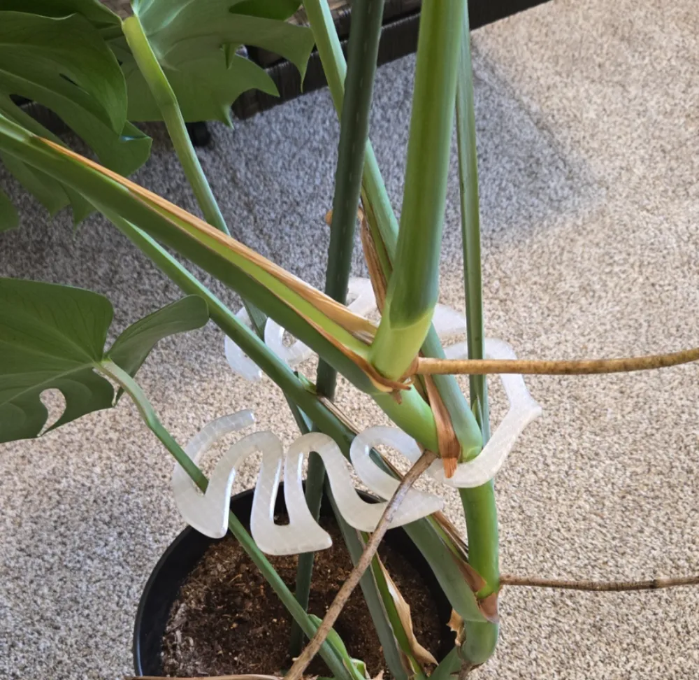 Tropical/monstera Plant Support, Holder, Tie leaf by wontonnn - MakerWorld
