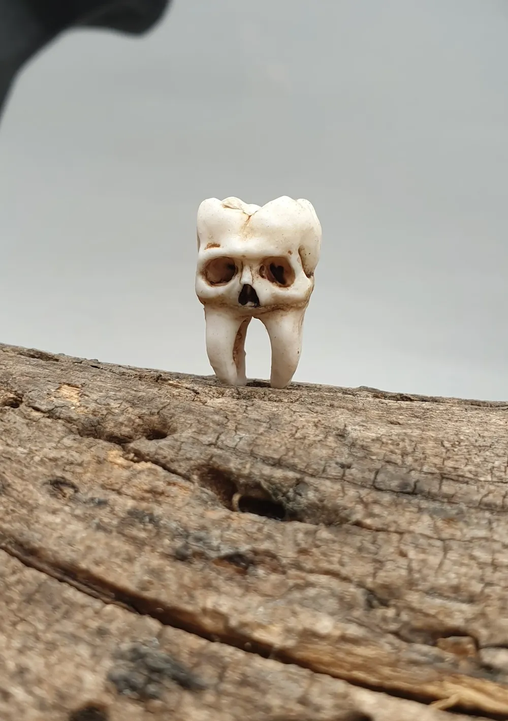 Realistic Tooth Keychain – 3D Printable Cute Molar - Free 3D Print ...