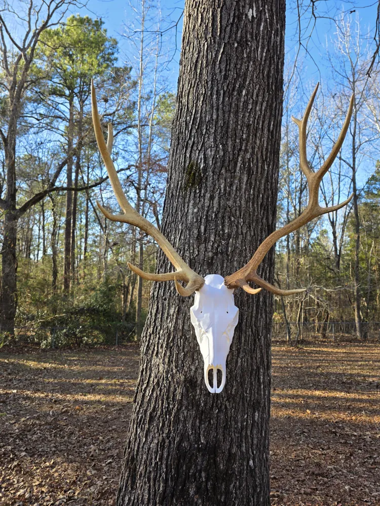 Elk Skull Wall Mount Bracket - Free 3D Print Model - MakerWorld