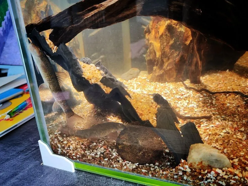 Corner Aquatic Grotto by haRICOvert - MakerWorld