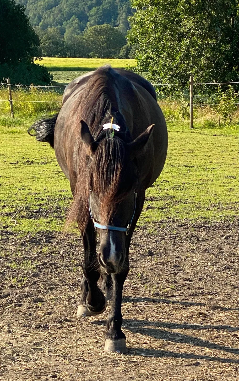 Mosquito-Repelling Dragonfly - Biomimetic Design for Hat Brims by ...