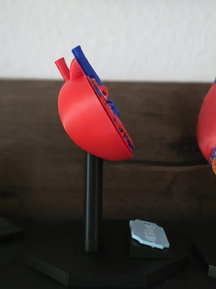 Human Kidney for Educational Purposes - Free 3D Print Model - MakerWorld