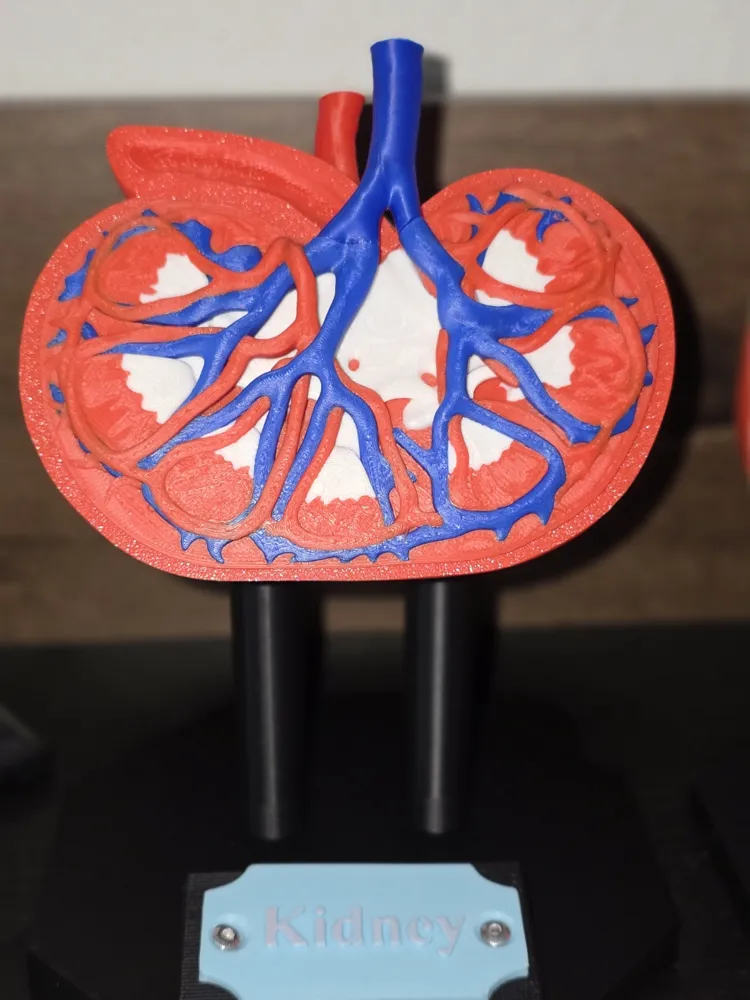 Human Kidney for Educational Purposes - Free 3D Print Model - MakerWorld