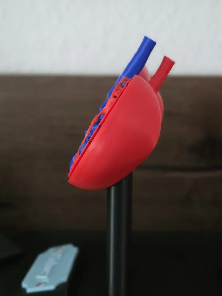 Human Kidney for Educational Purposes - Free 3D Print Model - MakerWorld