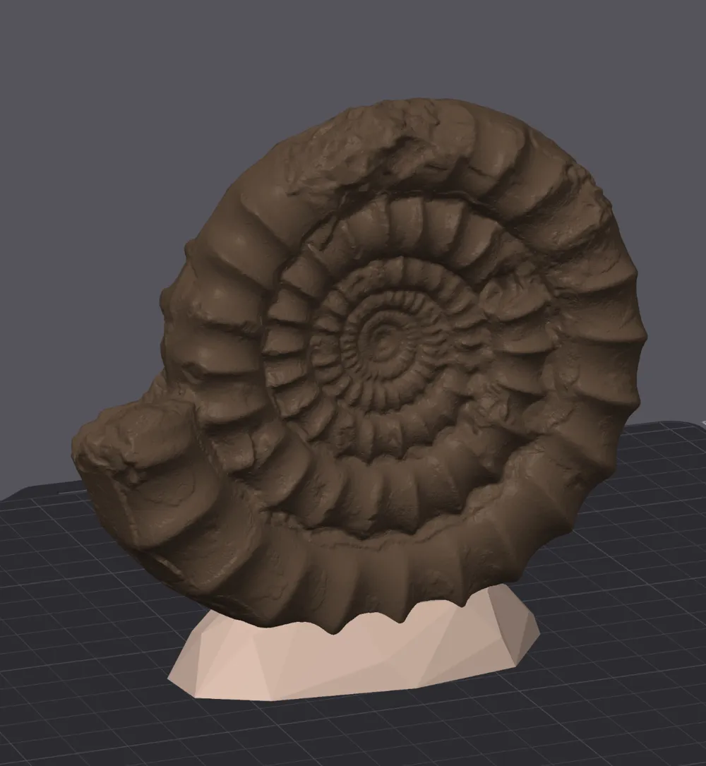 Ammonite Multicolor Display Remixed by traskb - MakerWorld