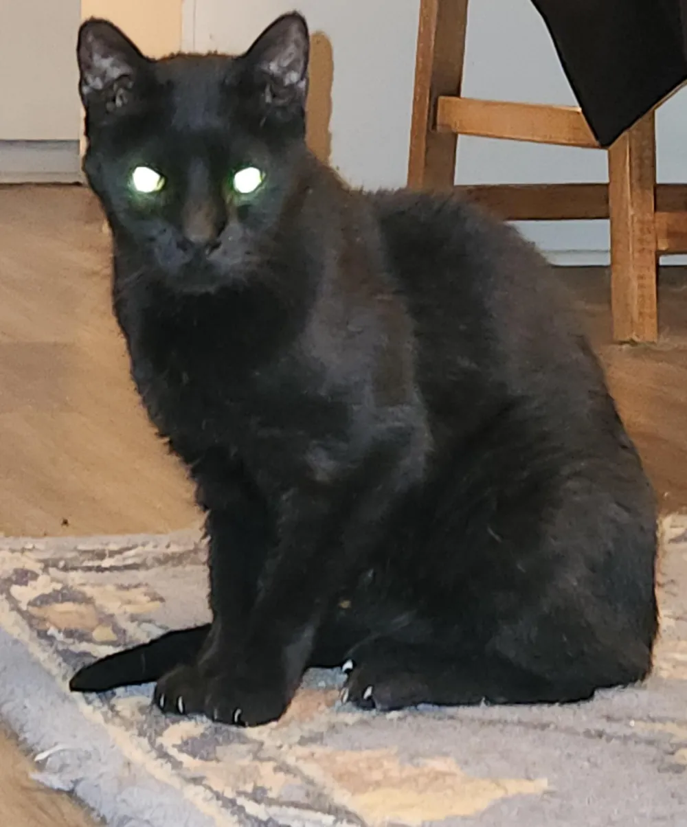 Zander the Manx - Free 3D Print Model - MakerWorld