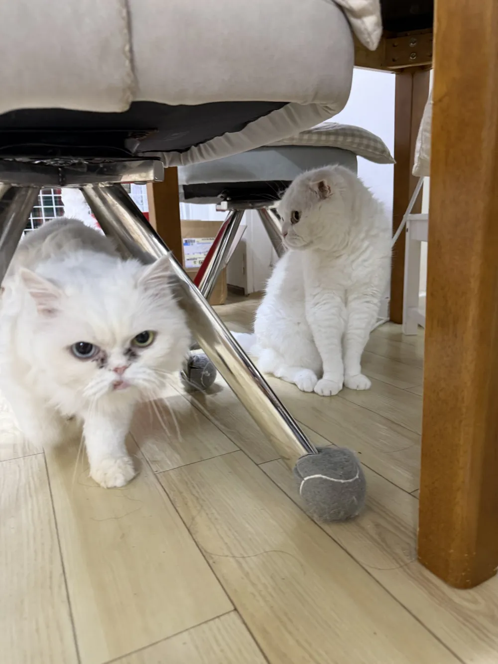 Scottish Fold Cat Character - Free 3D Print Model - MakerWorld