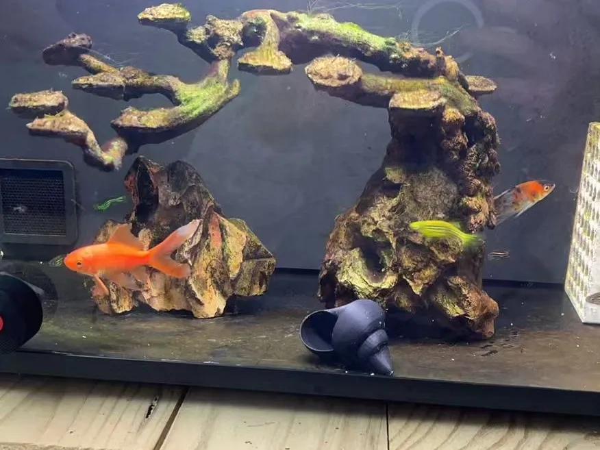 Conch-shaped Aquarium Fish and Shrimp Hideaway by user_1404041426 ...