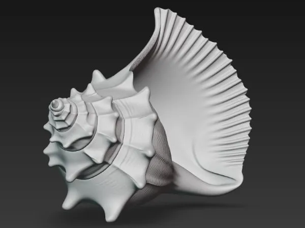 Spiral Conch Shell Ocean Shell – Oceanic Art Shell by Timberlake ...