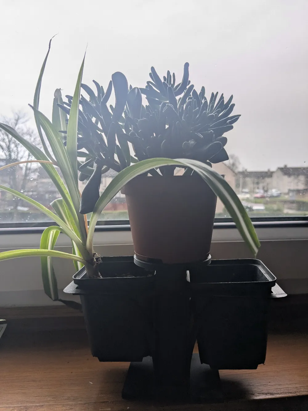 small plant pyramid by rossforeman - MakerWorld