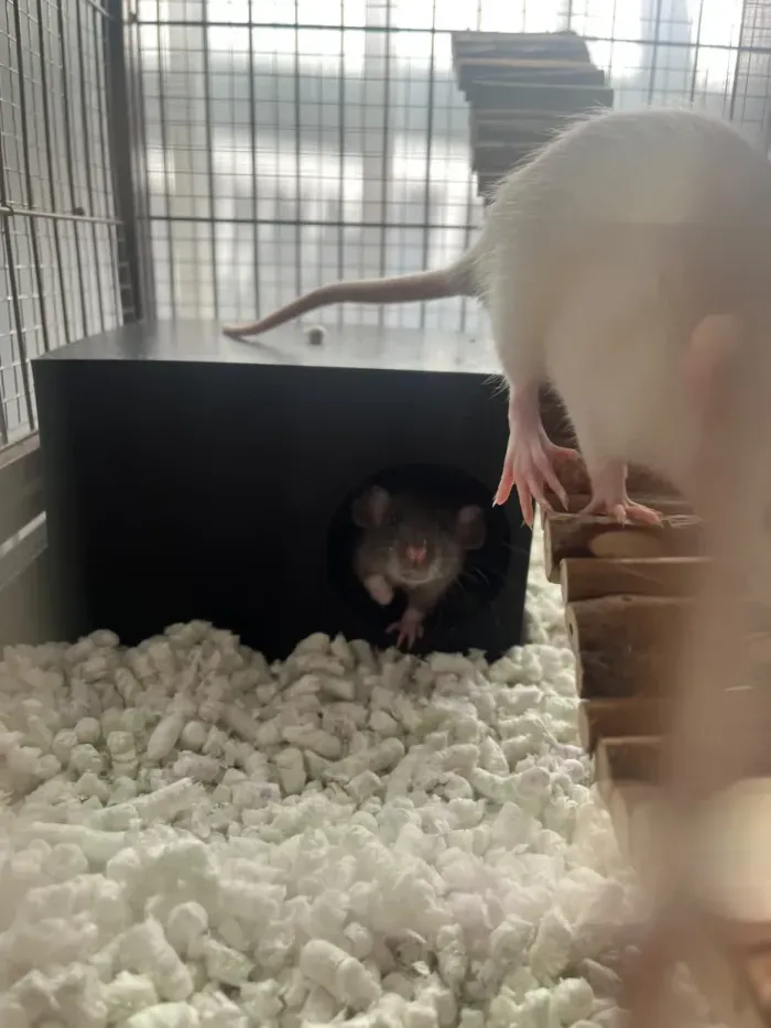 Modular Rat house Shelter for Dumbo rat small pets - Free 3D Print ...