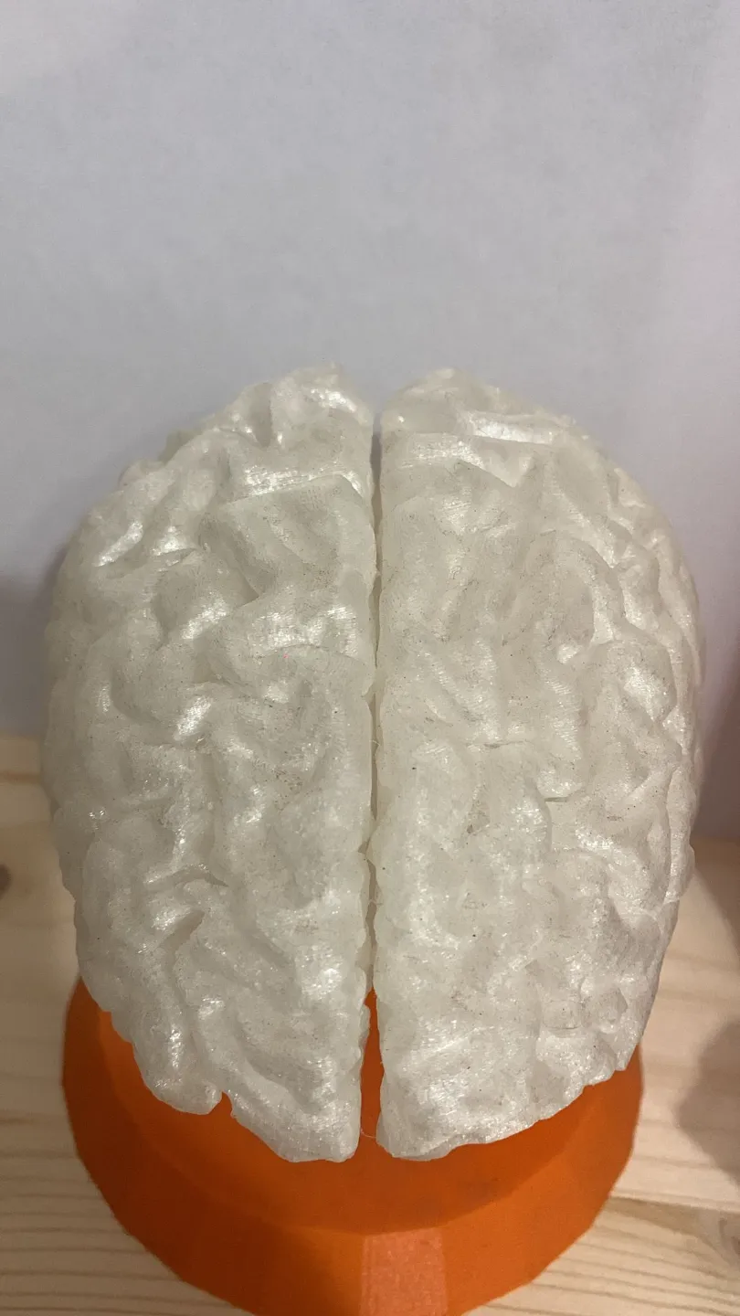 brain with stand by Rago3D - MakerWorld