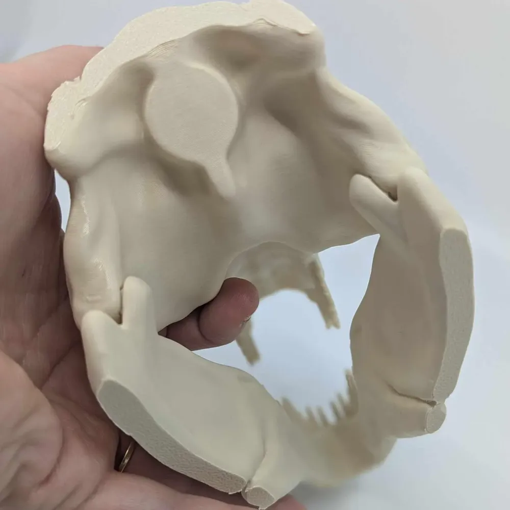 The T-Rex Skull Reptile, Arachnid, Snake Hide by SchmerBle MakerWorld ...