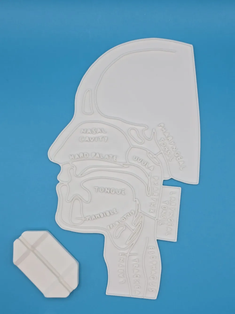 Head Anatomy Side View Coloring Craft Education - Free 3D Print Model ...