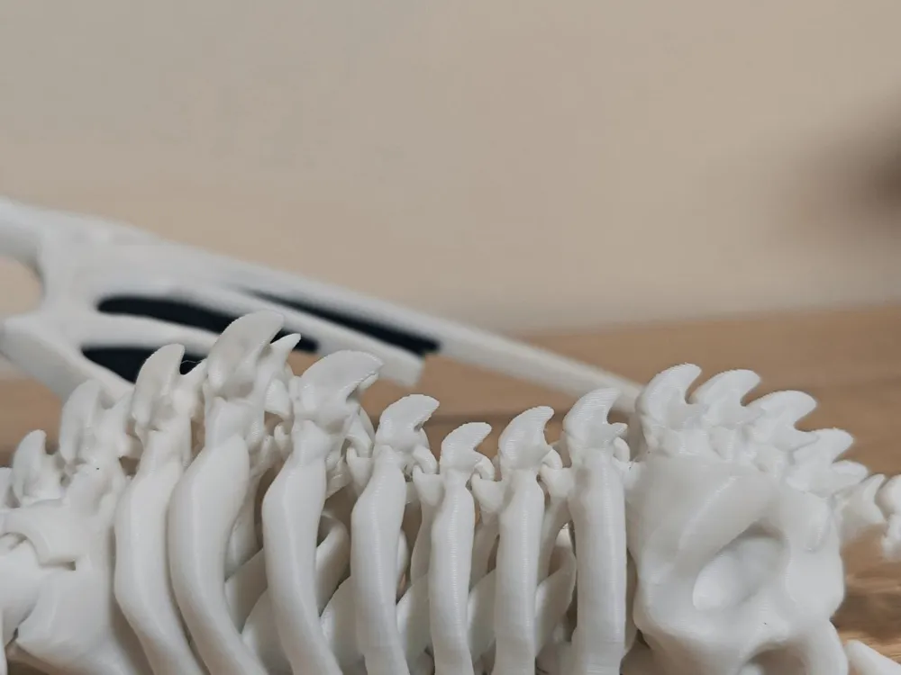 Hollow Wing the Bone Wyvern by Deus Cat MakerWorld: Download Free 3D Models