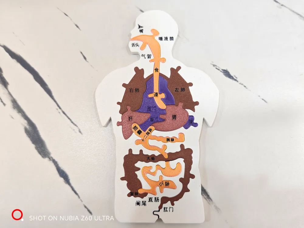 Human digestive system organ model puzzle by 十二月 MakerWorld: Download ...