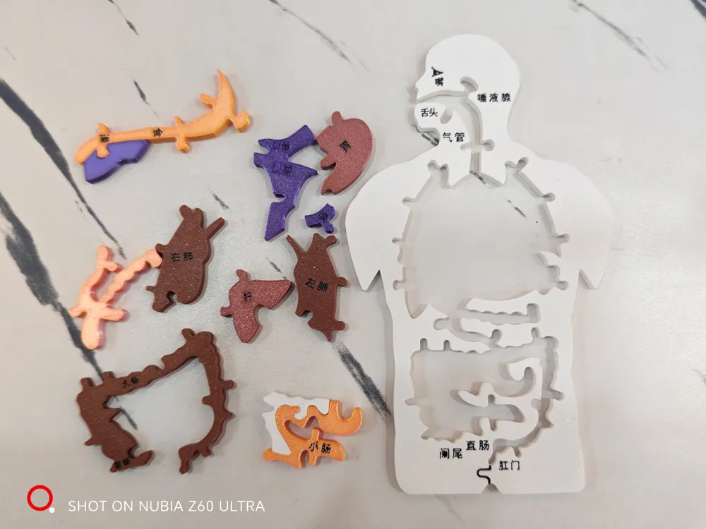 Human digestive system organ model puzzle by 十二月 MakerWorld: Download ...