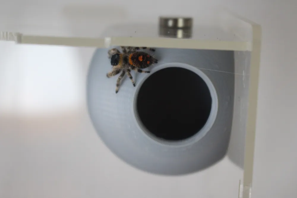 Jumping spider corner hide 10x3mm magnets - Free 3D Print Model ...