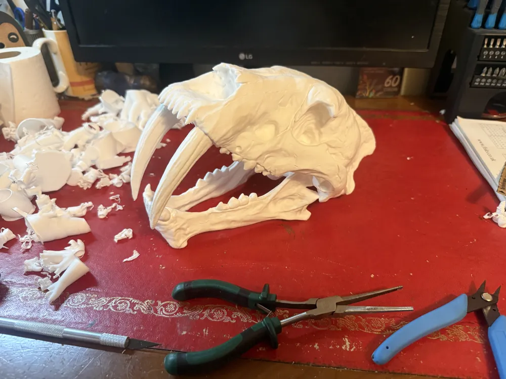 Lifesize Sabertooth Tiger Skull (Smilodon) - Free 3D Print Model ...