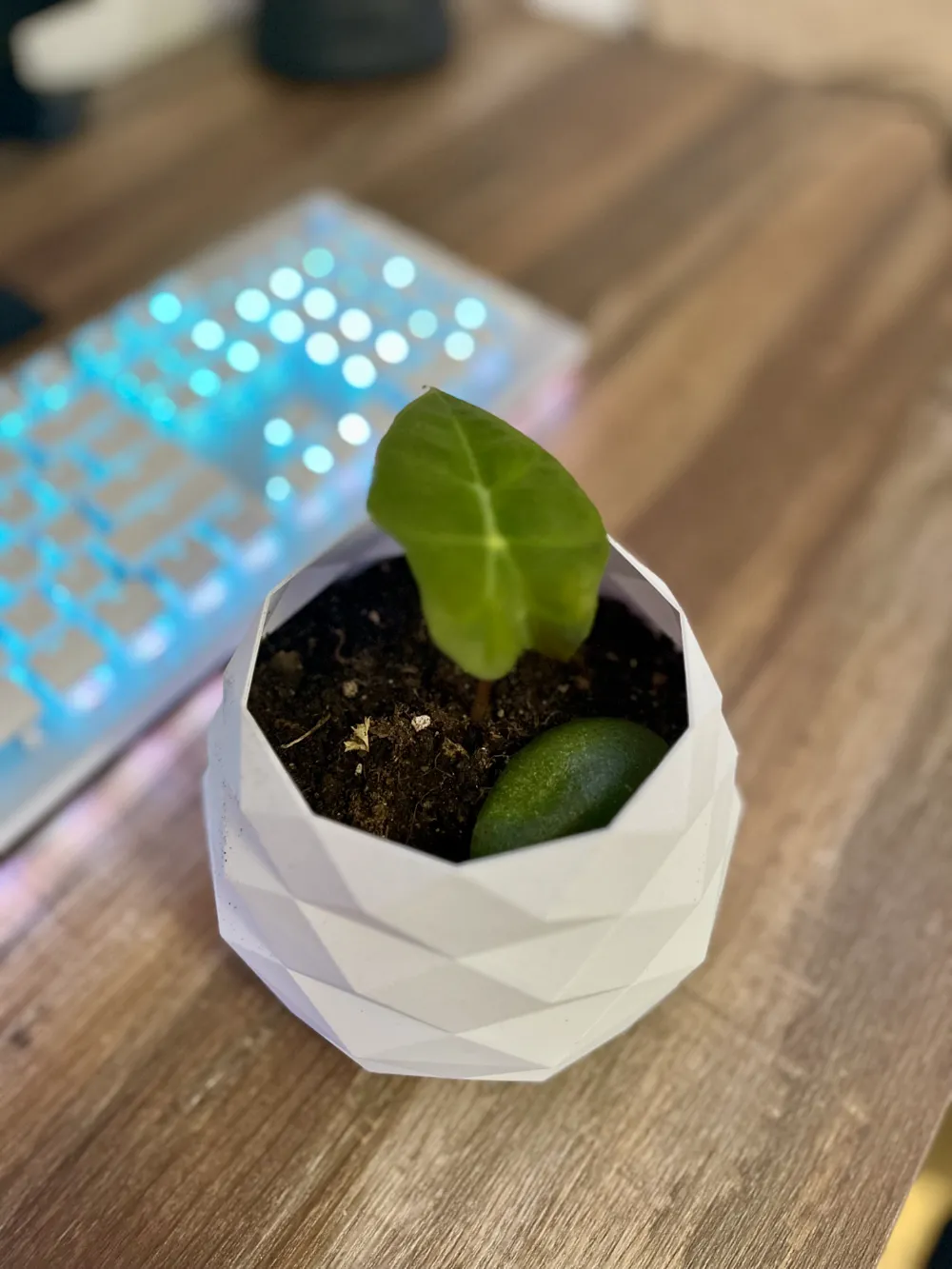 Small low poly pot by Noah - MakerWorld