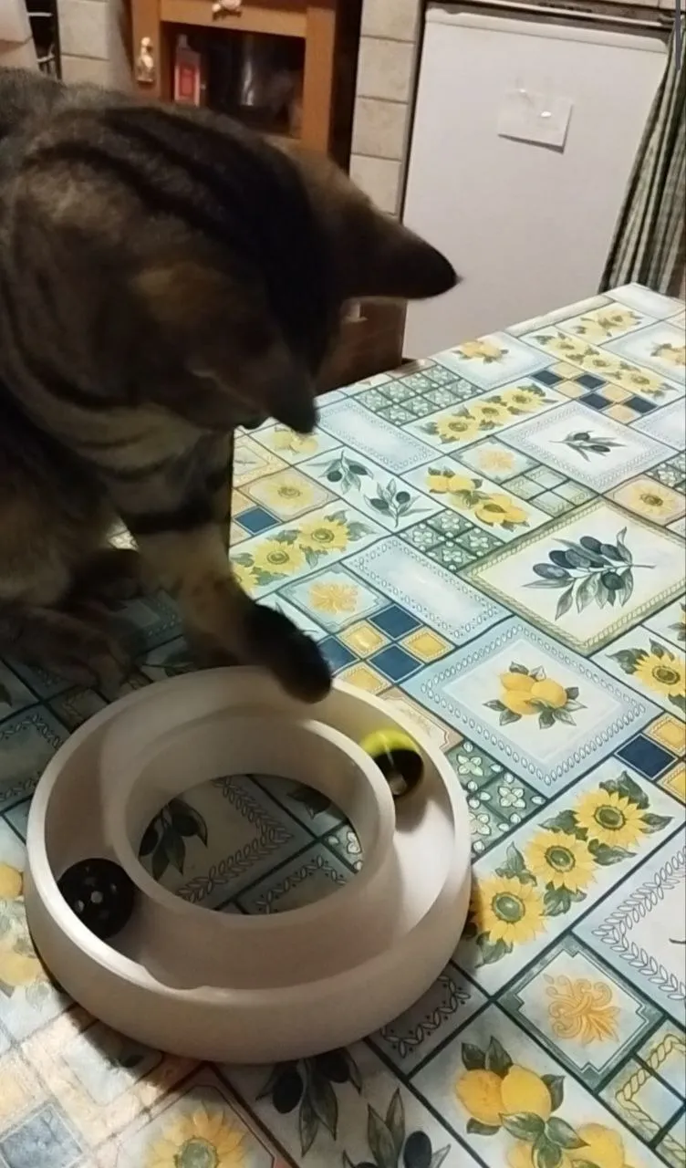 Cat toy spin ball by Sicox3D - MakerWorld