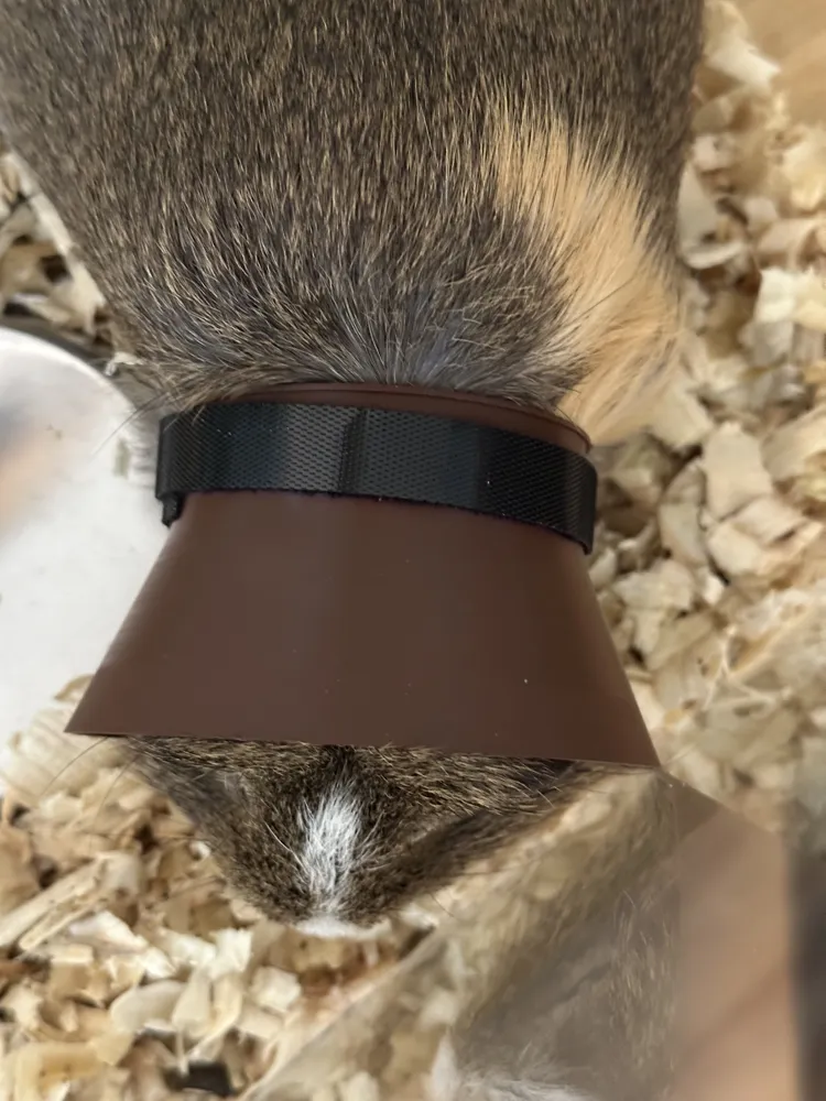 Protective plastic collar for rodents - Free 3D Print Model - MakerWorld