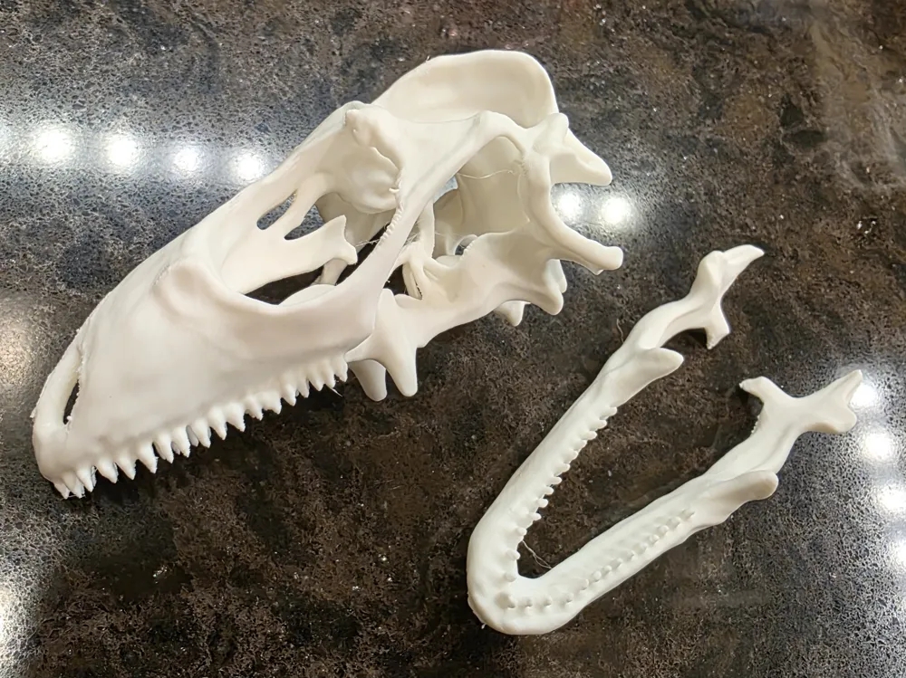 Iguana Skull by DTM247 MakerWorld: Download Free 3D Models