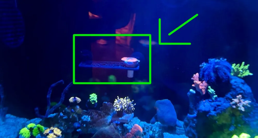 Mini Frag Rack (Corals) by ArmenioMarques - MakerWorld