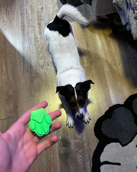 Dog Training Clicker by 6_dreams_workshop MakerWorld: Download Free 3D ...