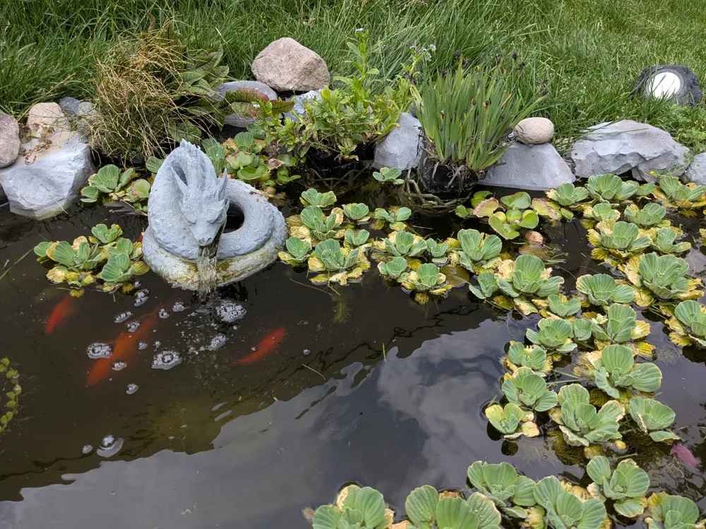 Maccourt Pond liner natural rock edge - Yard fish by spencermann ...