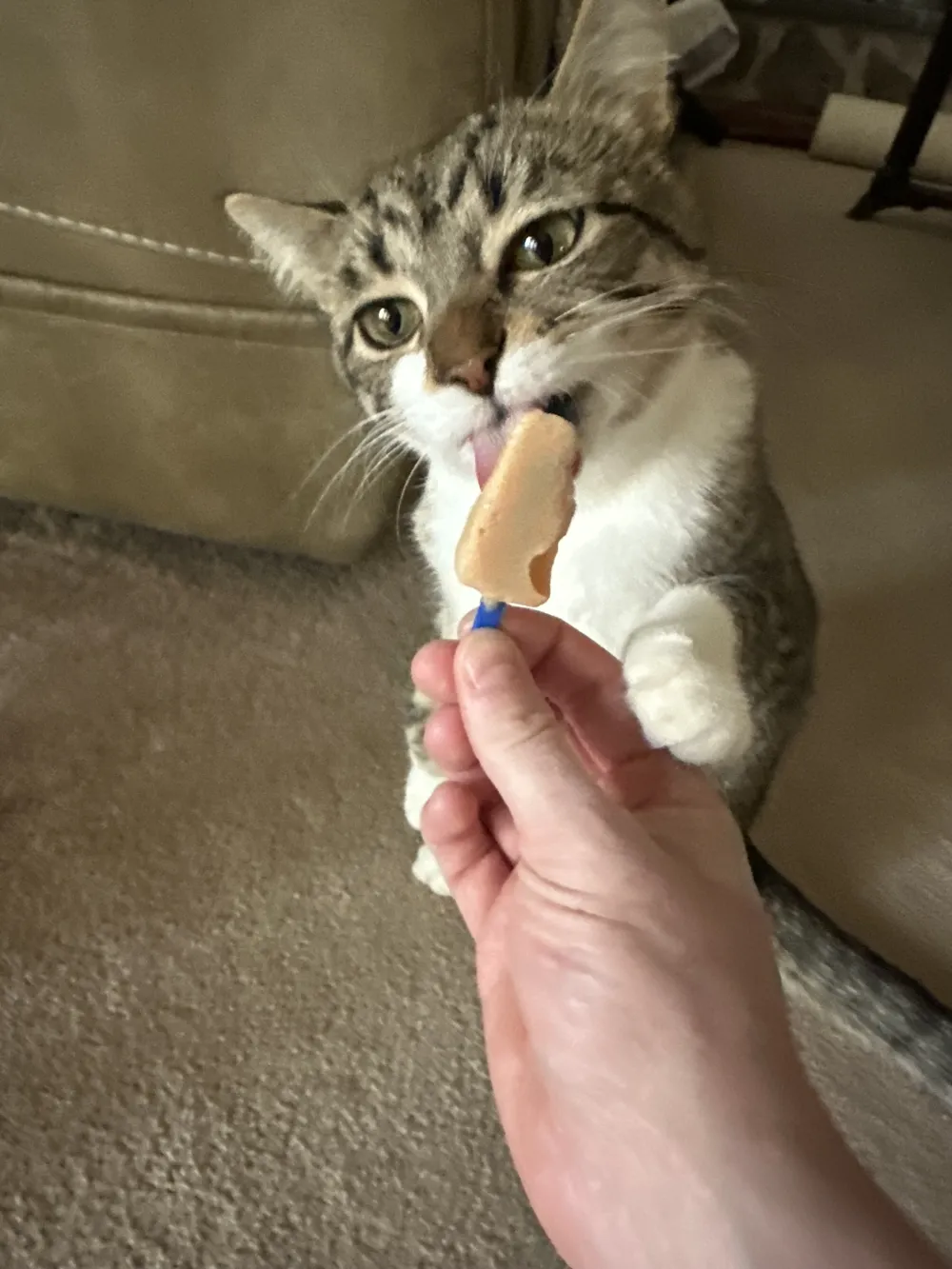 Churu Popsicle for Cats (No supports needed) by The_Real_John_Wick ...