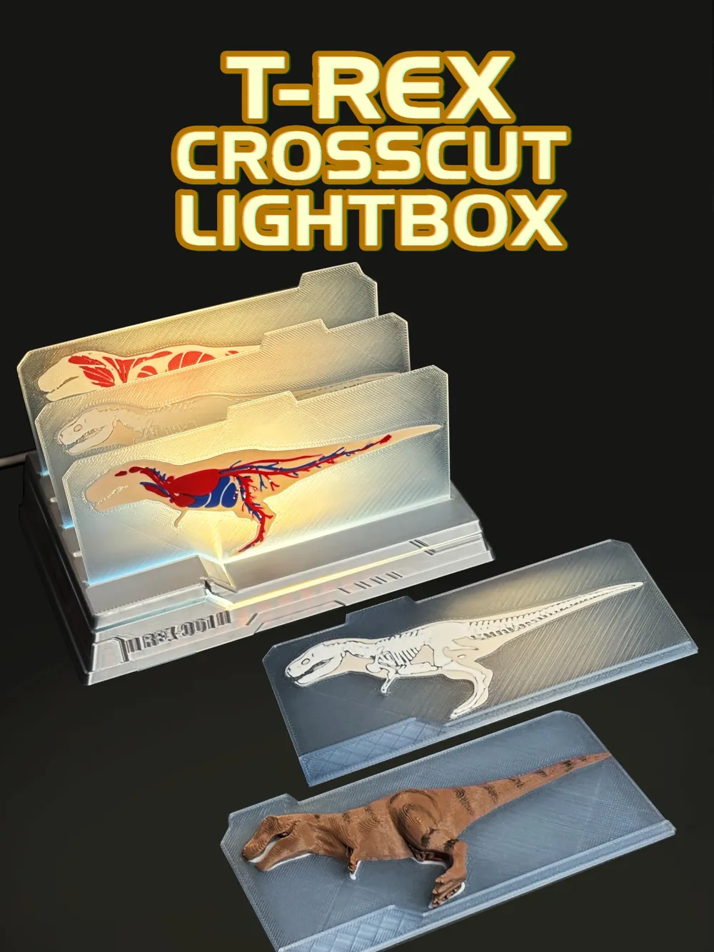 T-Rex Anatomy Lightbox by wontonnn MakerWorld: Download Free 3D Models