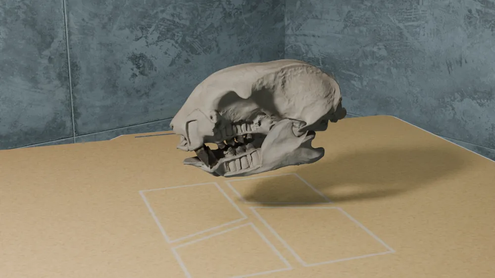 Linnaeus’s Two-Toed Sloth Skull Remixed by eclipse1234 MakerWorld ...