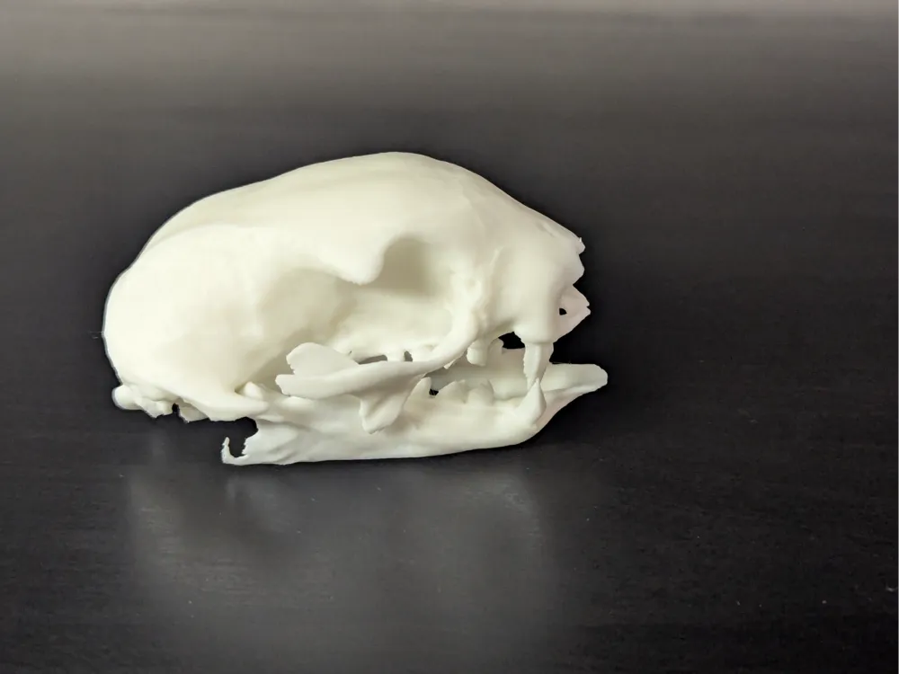 Linnaeus’s Two-Toed Sloth Skull Remixed by eclipse1234 MakerWorld ...