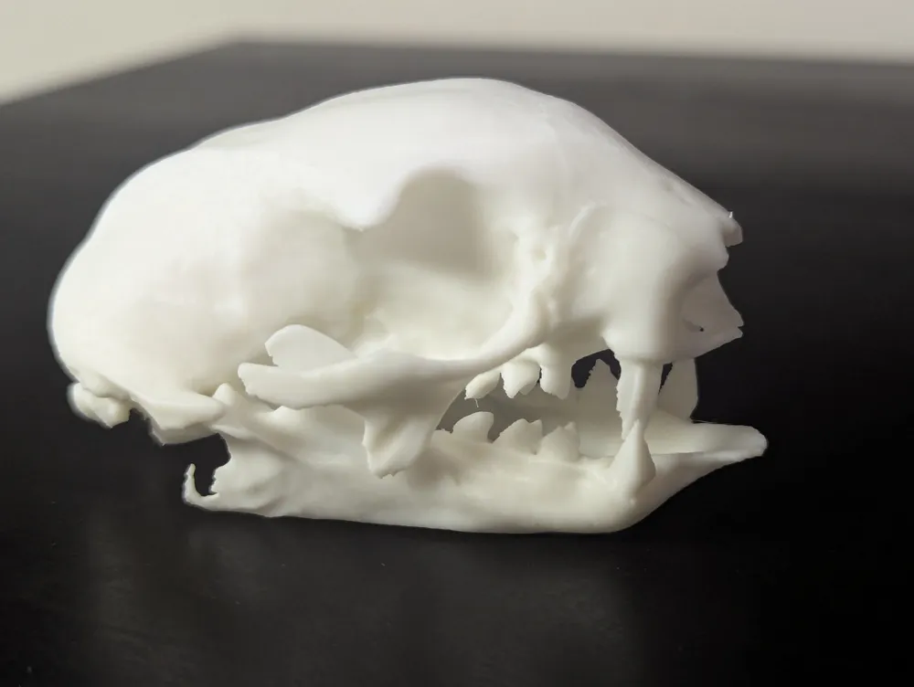 Linnaeus’s Two-Toed Sloth Skull Remixed by eclipse1234 MakerWorld ...