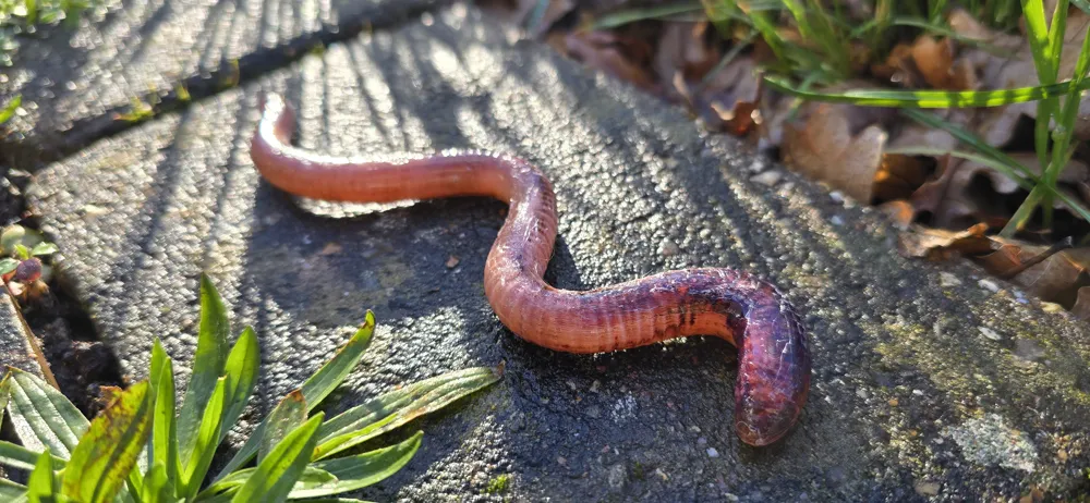 A realistic Earth Worm - Free 3D Print Model - MakerWorld